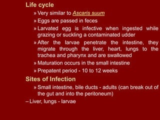 Parascaris Equorum Life Cycle
