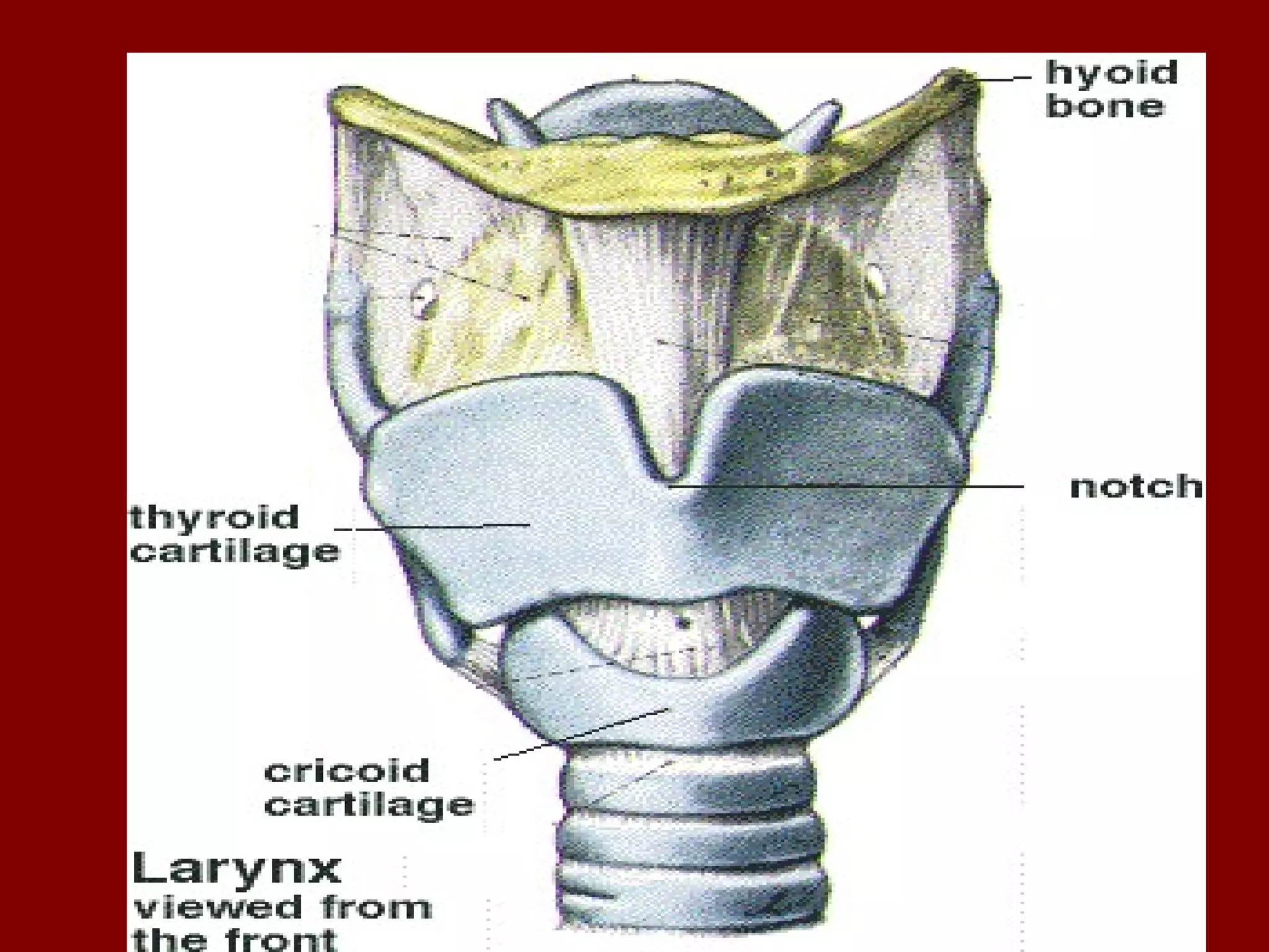 Lecture 11b larynx.pdf