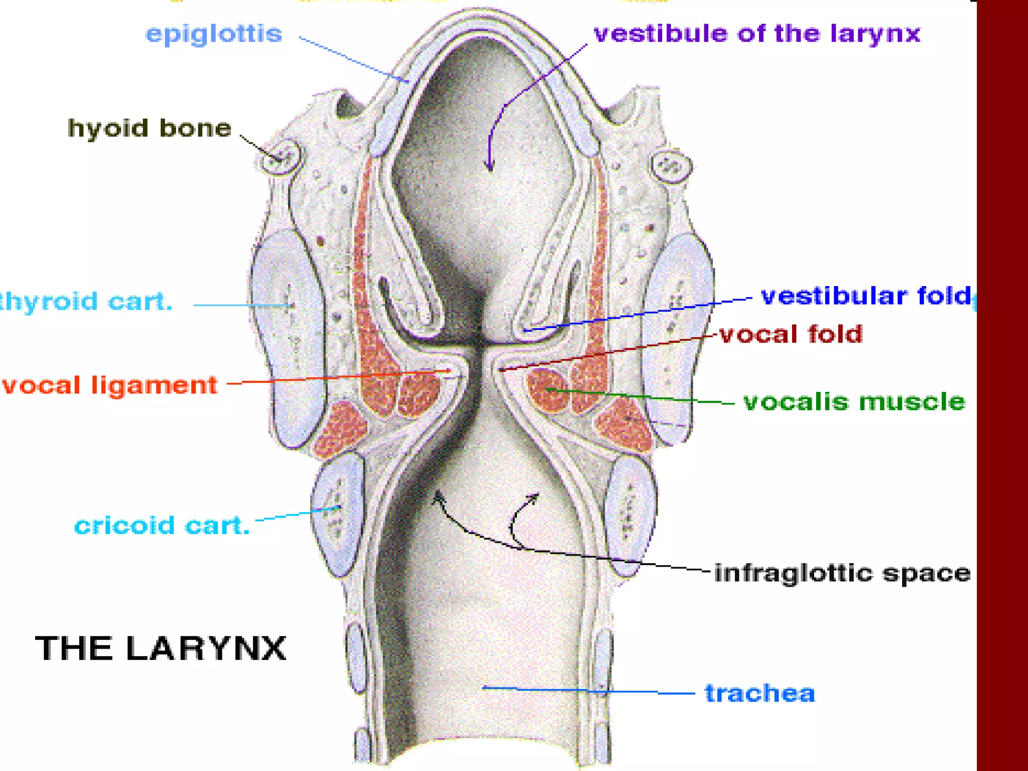 Lecture 11b larynx.pdf