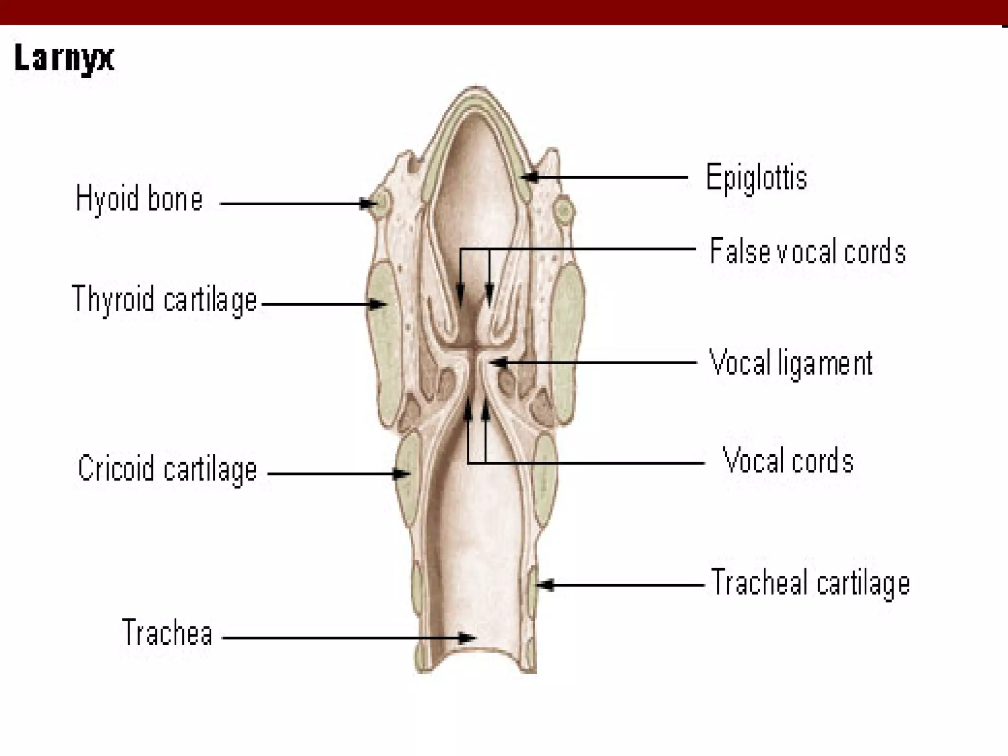 Lecture 11b larynx.pdf