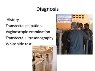 Lecture 11 Bovine and Bubaline infertility non-specific genital ...