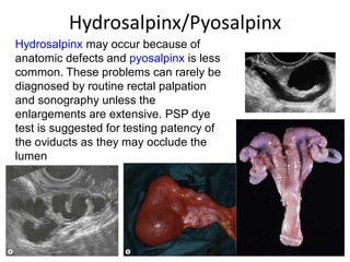 Lecture 11 Bovine and Bubaline infertility non-specific genital ...
