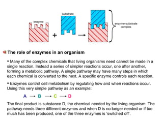 enzymes | PPT