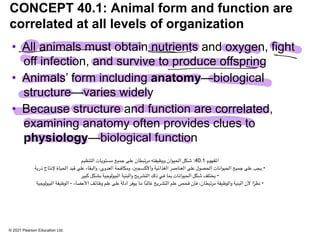Lecture 11 Intro to the animal body.pdf