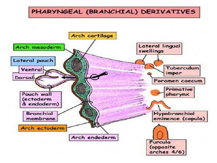 Lecture 11 Pharyngeal Aches Chapter 9 Pdf
