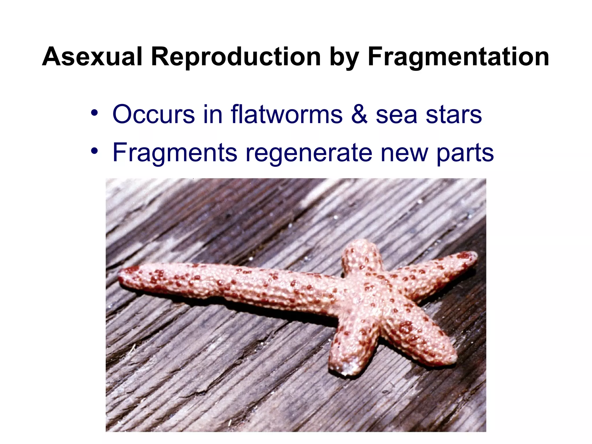 Sex Reproduction and development | PPT
