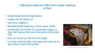Lecture 11 Stage Structured Models 2024 SR 10.ppt.pptx