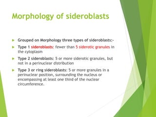 Sideroblastic Anemia Pathophysiology