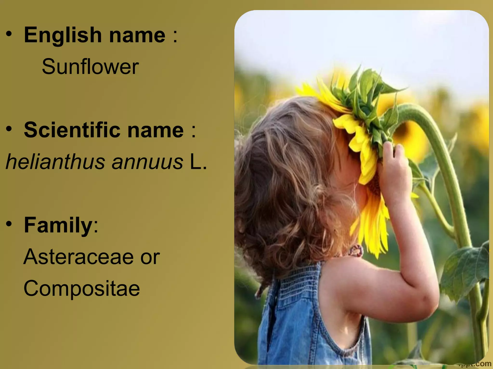Sunflower | PPT