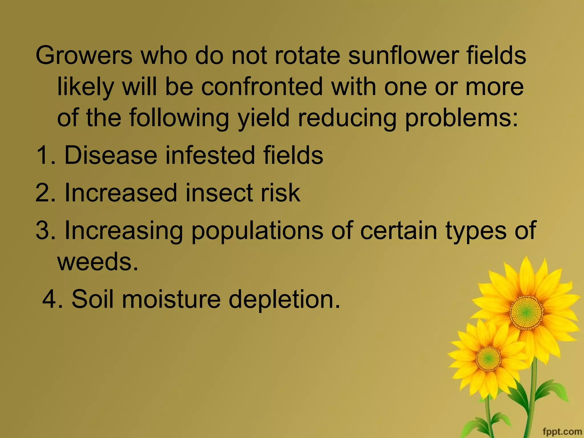 Sunflower | PPT