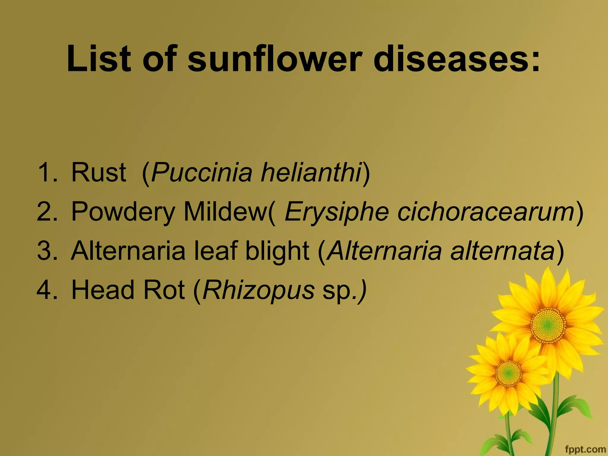 Sunflower | PPT