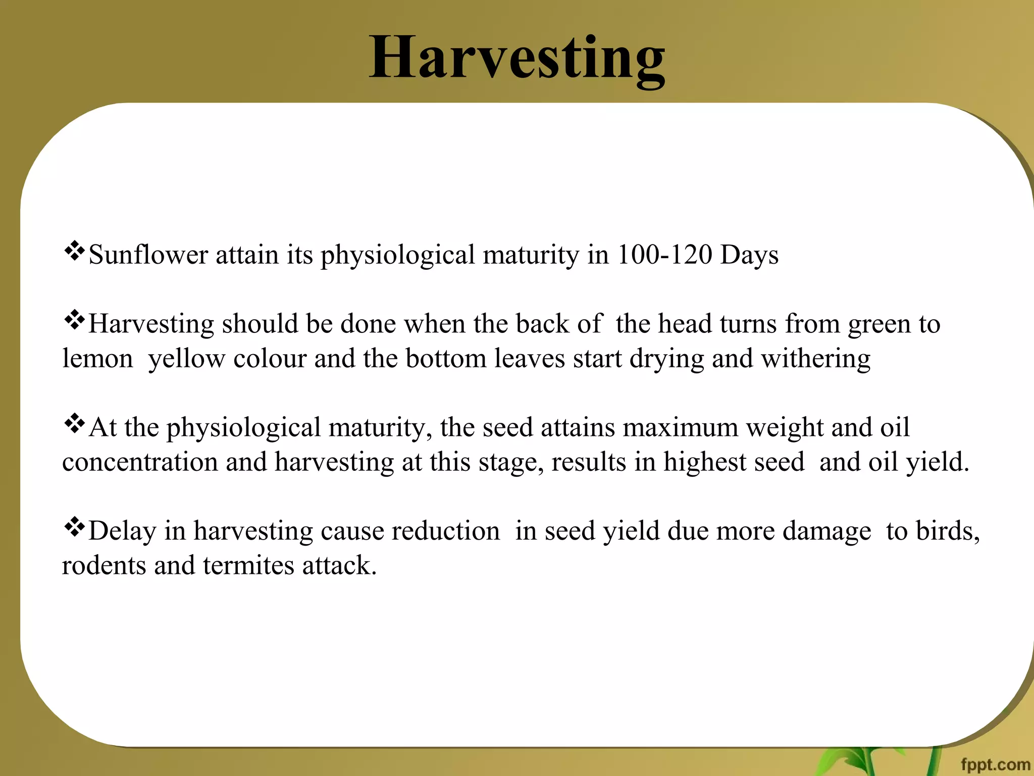Sunflower | PPT