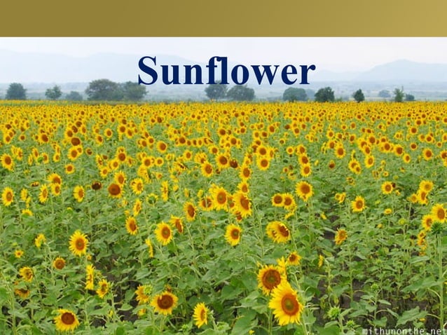 Sunflower | PPT | Gardening | Home & Garden