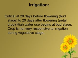 Sunflower | PPT
