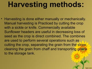 Sunflower | PPT