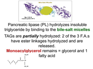 lecture12.lipid.metabolism.ppt