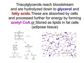 lecture12.lipid.metabolism.ppt
