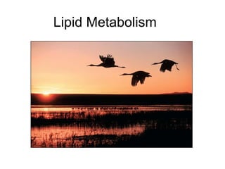lecture12.lipid.metabolism-1.ppt
