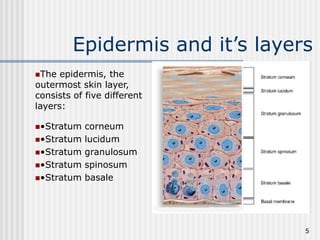 Skin and its diseases. Dermatology description | PPT