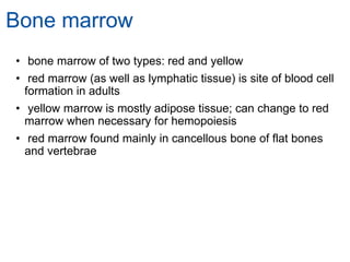 Bone_Marrow1.pptx