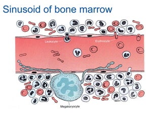 Bone_Marrow1.pptx
