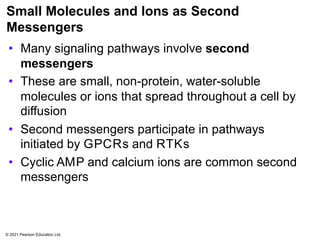 Lecture 12 -Cell signaling II.pdfsssaajaja | PDF