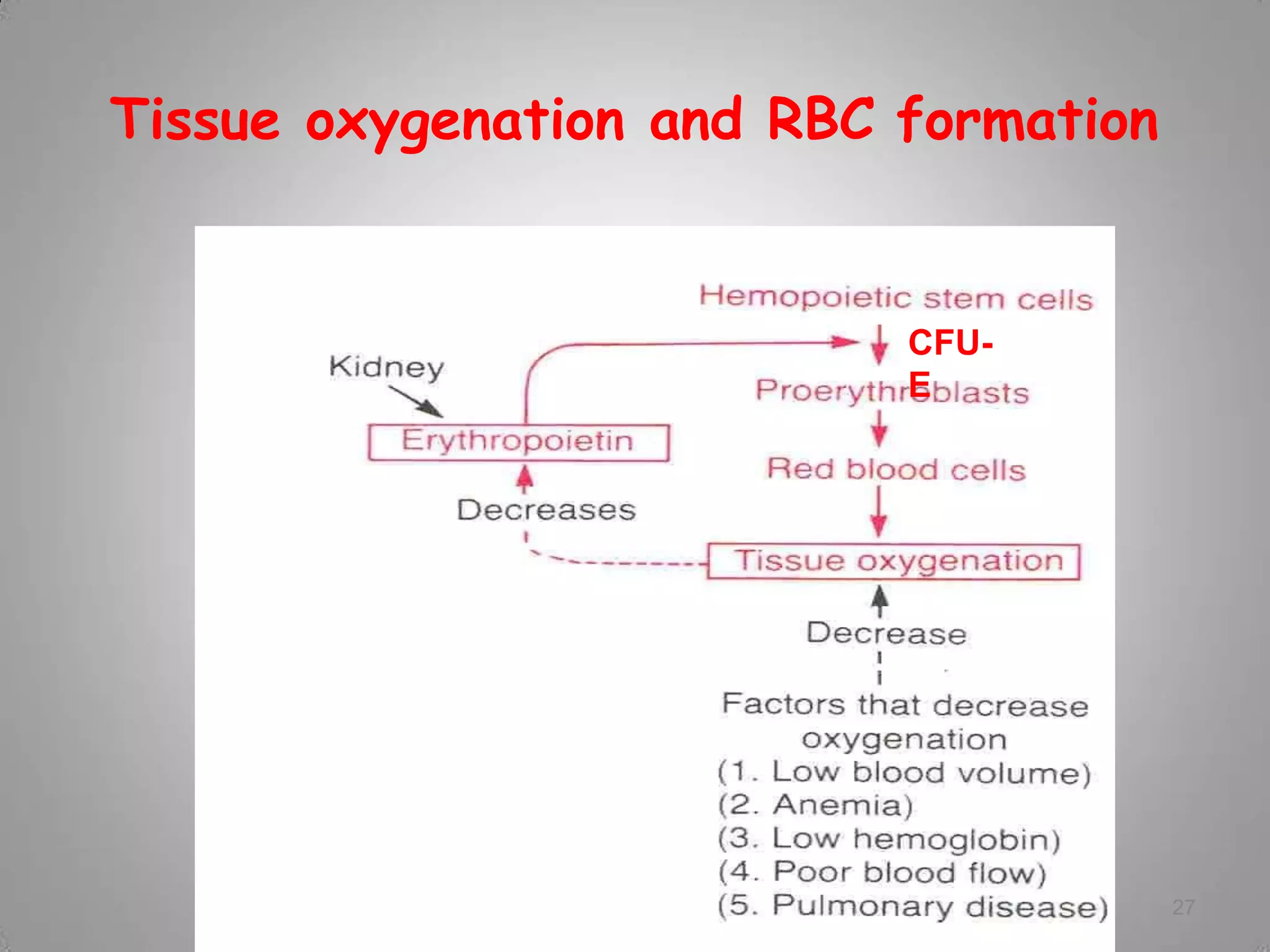 Lecture12 - Erythropoiesis.pptx