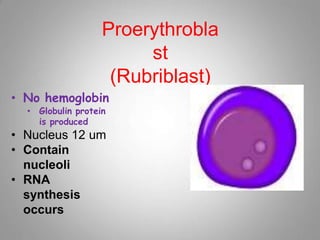 Lecture12 - Erythropoiesis.pptx