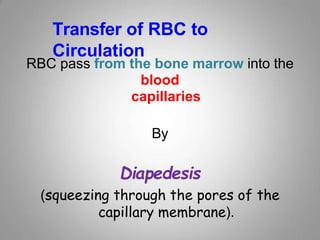 Lecture12 - Erythropoiesis.pptx