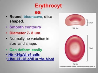 Lecture12 - Erythropoiesis.pptx