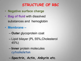 Lecture12 - Erythropoiesis.pptx