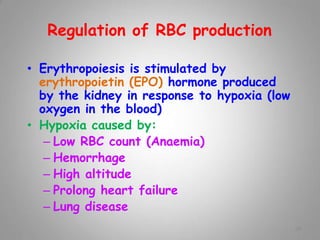 Lecture12 - Erythropoiesis.pptx