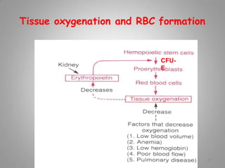 Lecture12 - Erythropoiesis.pptx