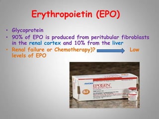 Lecture12 - Erythropoiesis.pptx