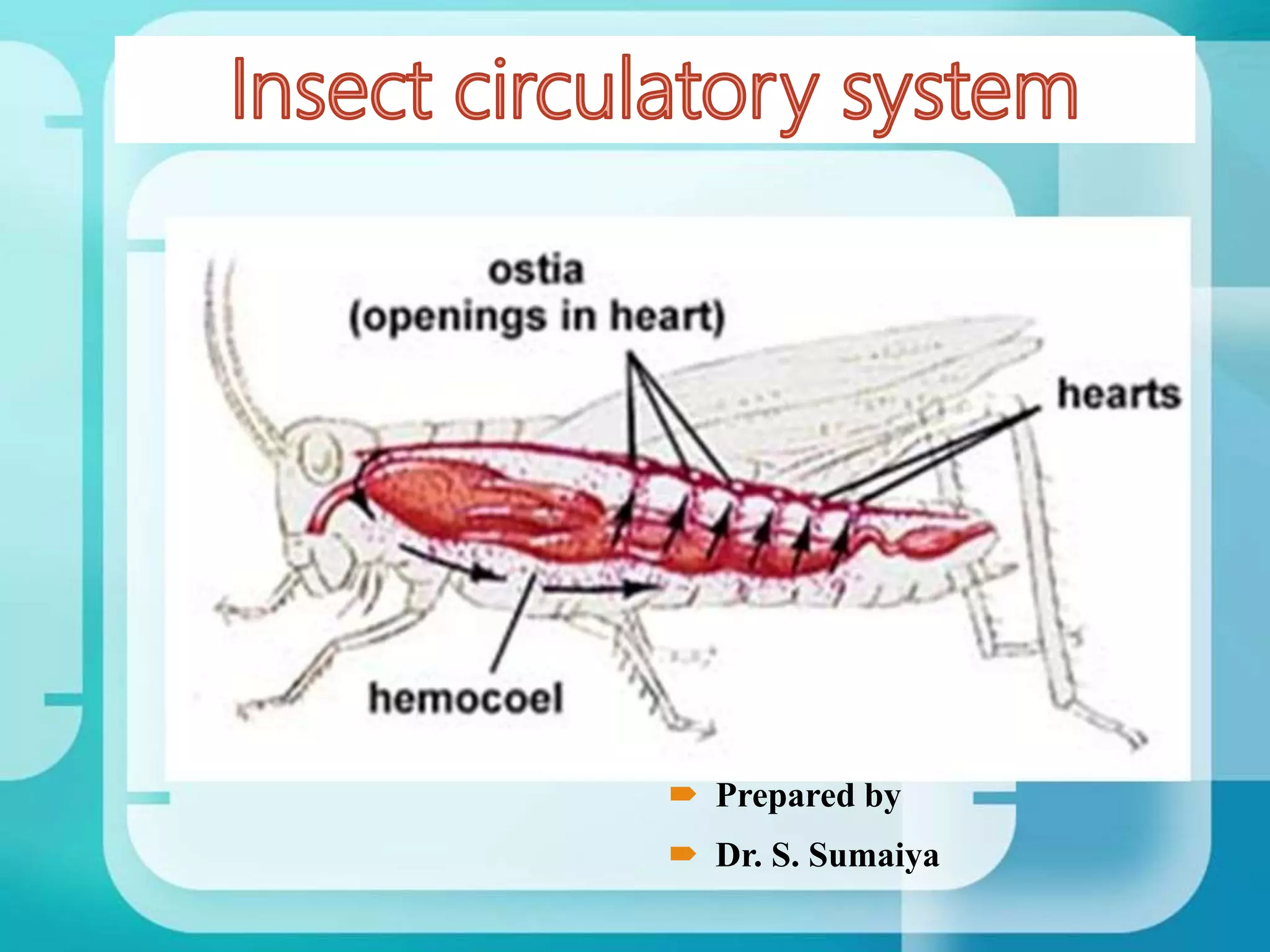 Insect circulatory system | PPTX