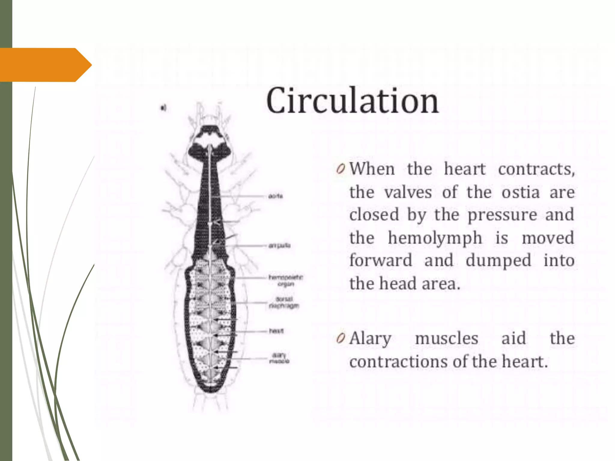 Insect circulatory system | PPTX