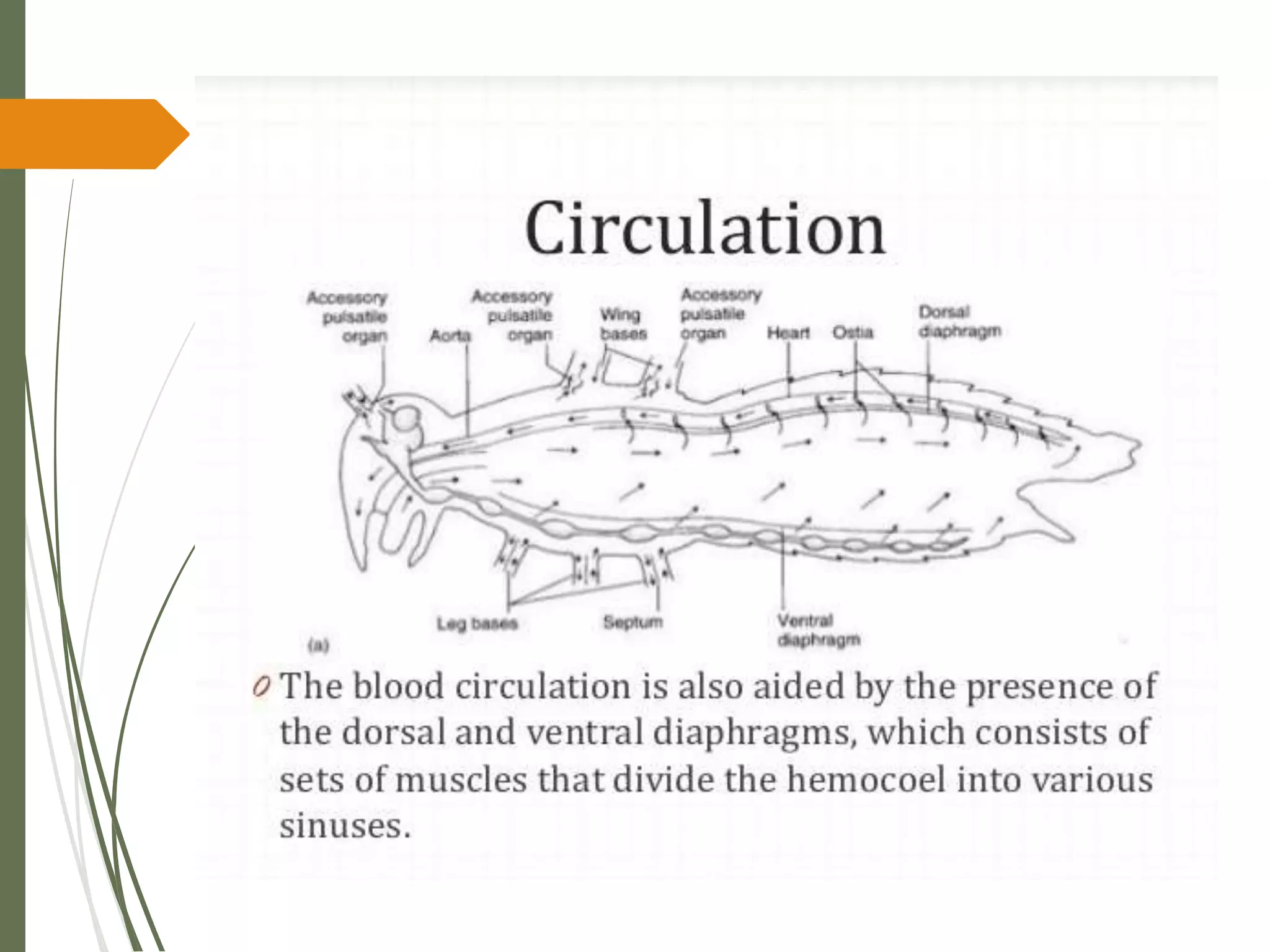 Insect circulatory system | PPTX