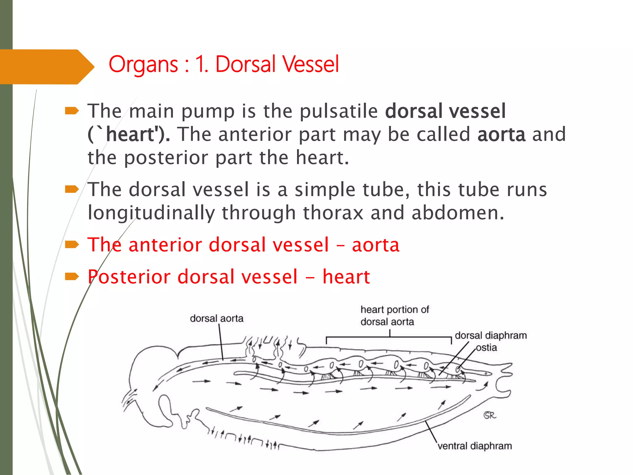 Insect circulatory system | PPTX
