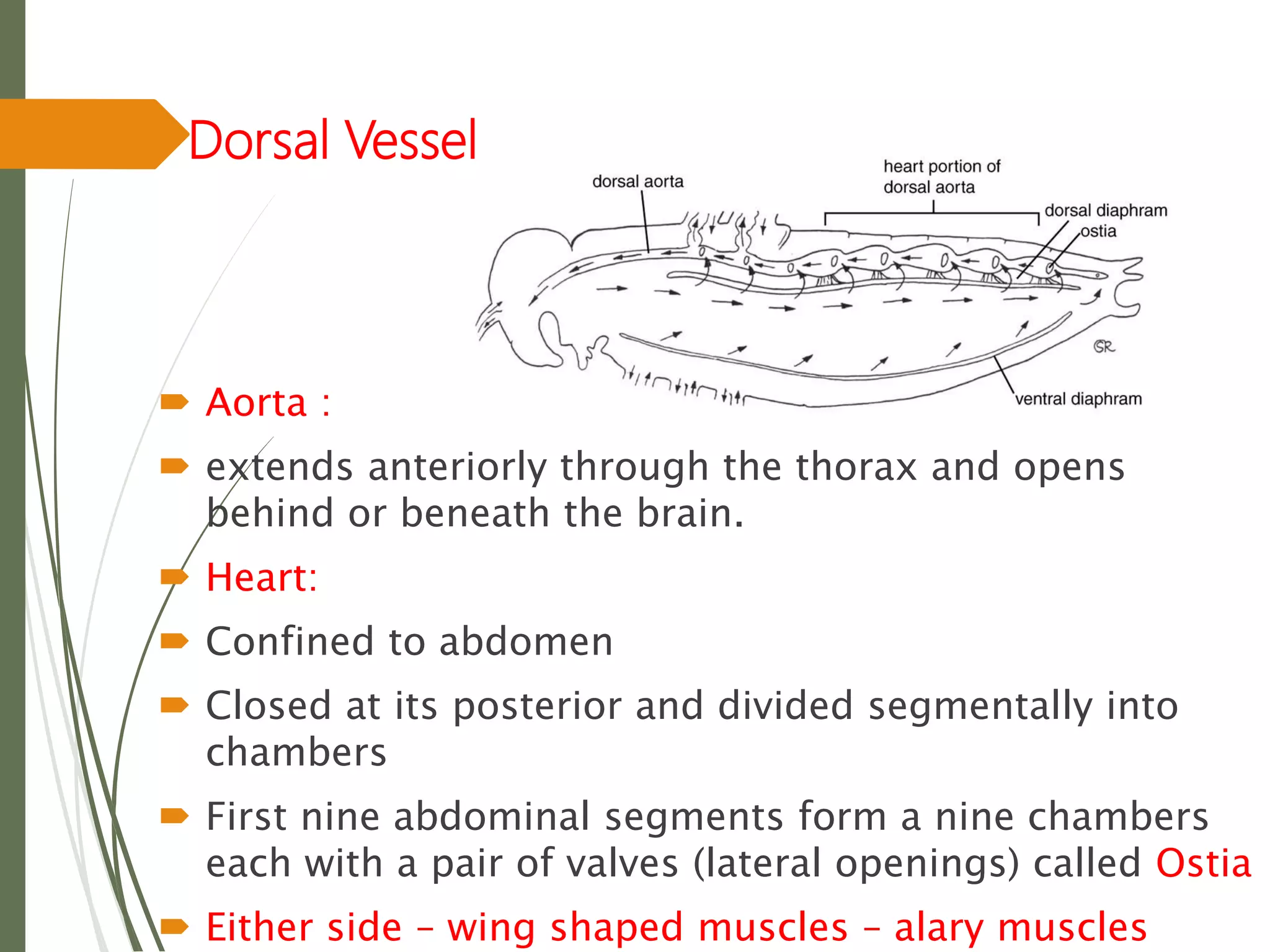 Insect circulatory system | PPTX