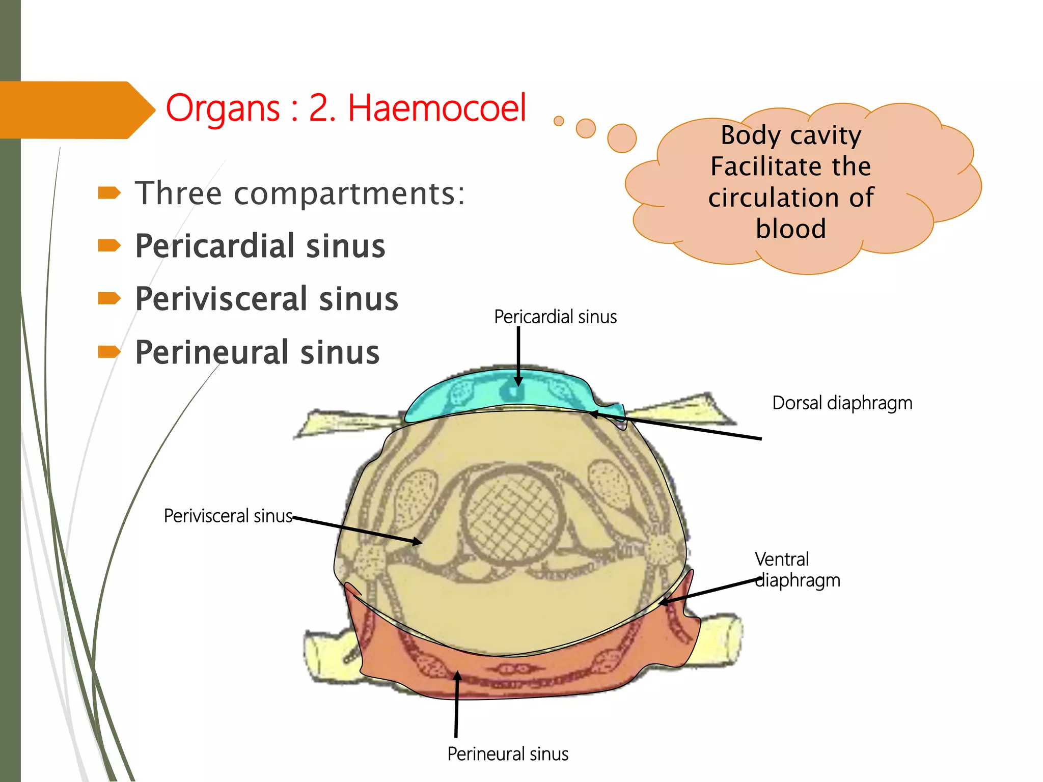 Insect circulatory system | PPTX