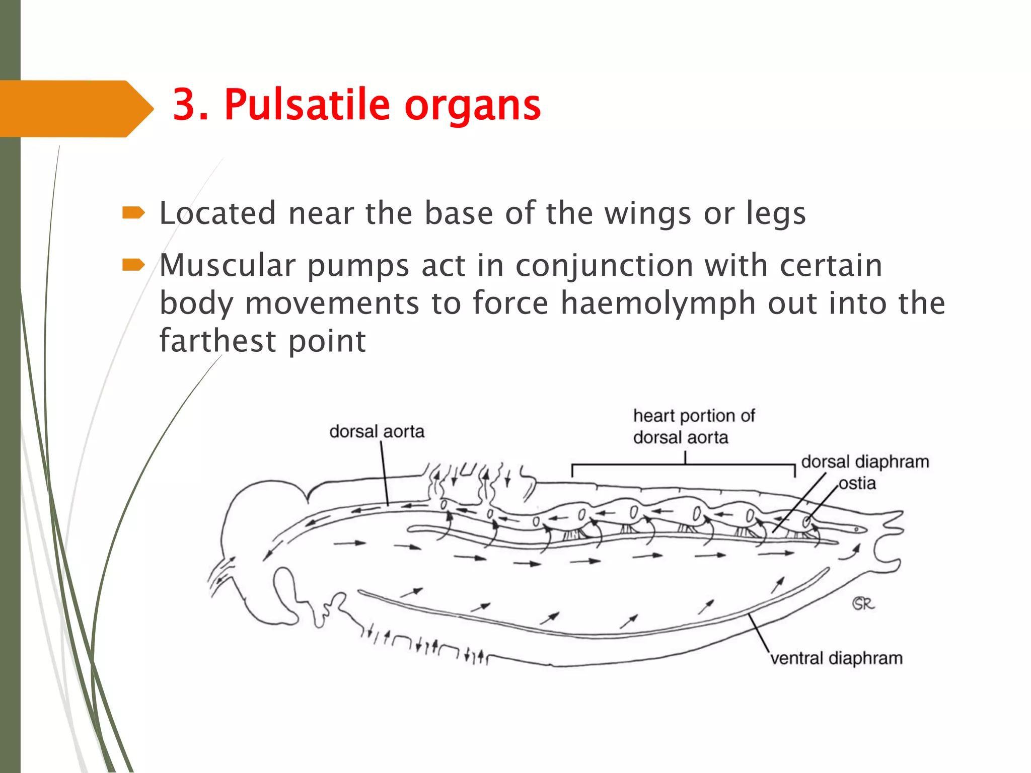 Insect circulatory system | PPTX