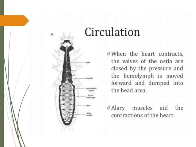 Insect circulatory system | PPTX