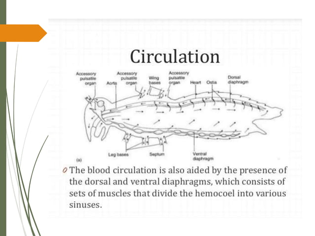 Insect circulatory system | PPTX