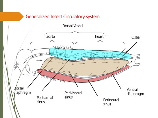 Insect circulatory system | PPTX