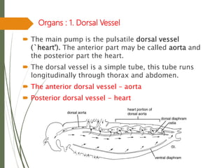 Insect circulatory system | PPTX