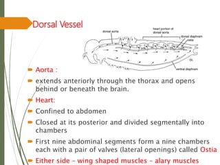 Insect circulatory system | PPTX