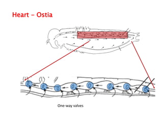 Insect circulatory system | PPTX