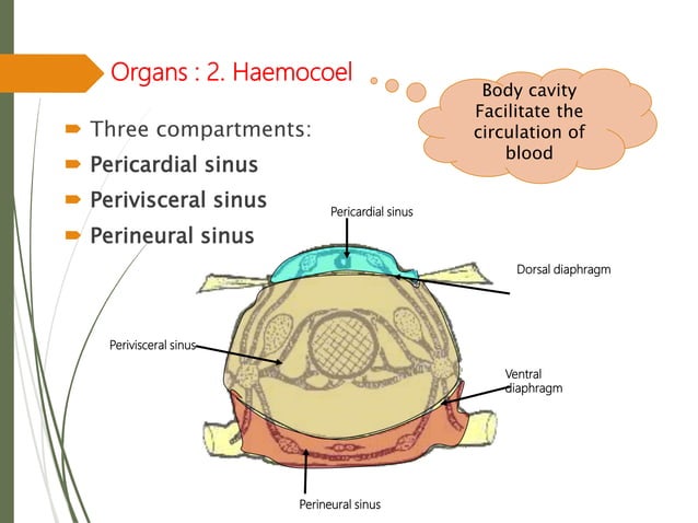 Insect circulatory system | PPTX