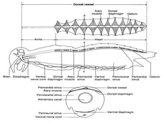 Insect circulatory system | PPTX