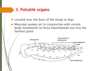 Insect circulatory system | PPTX